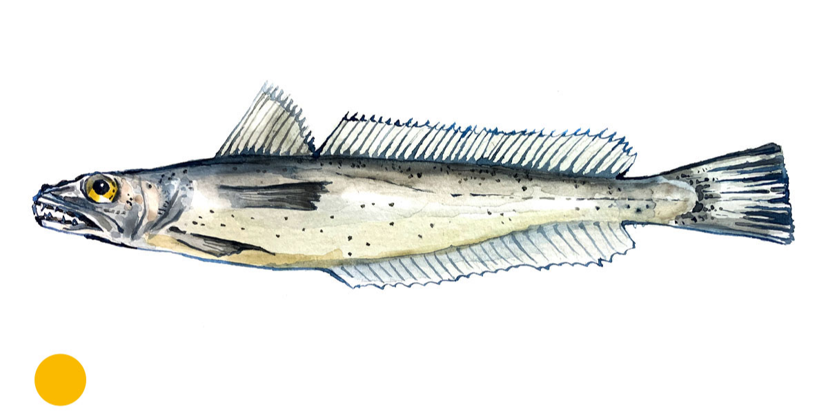 Seehecht, Europäischer / Hechtdorsch | Verbraucherzentrale Baden ...